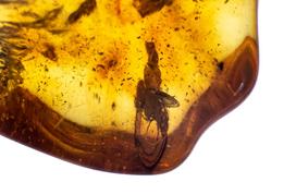 gintaras inkliuzas skelbimai - Skelbiu.lt