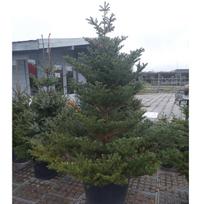 kenis skelbimai - Skelbiu.lt