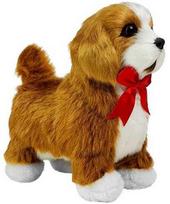 kavalieriaus spanielis skelbimai - Skelbiu.lt