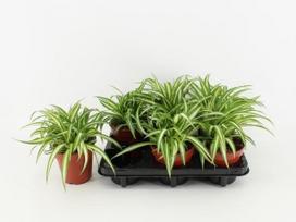 Chlorofitas kaina nuo 4.00 € (3 pard.)