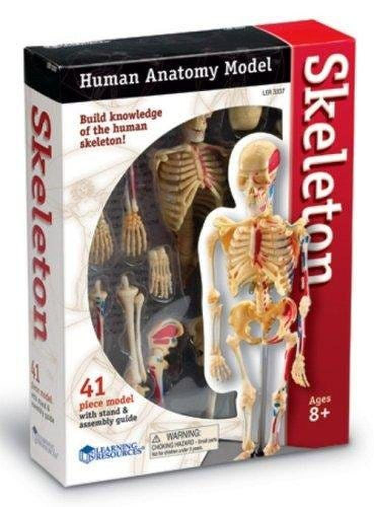skeletas anatomija kaina nuo 17.70 € (2 pard.)