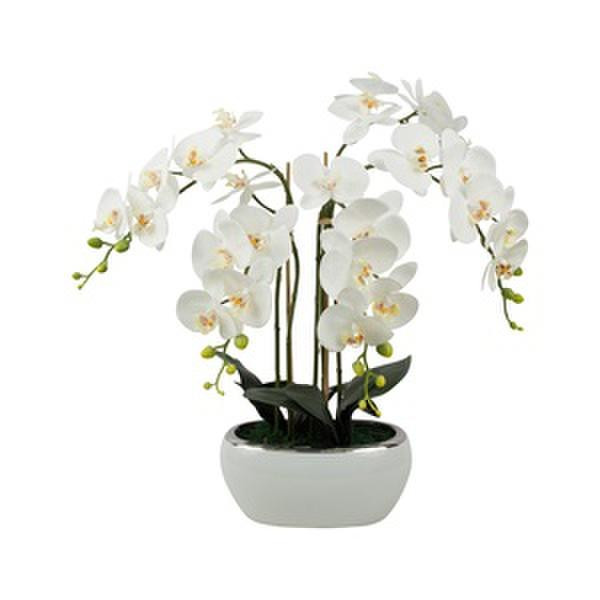 vazonai orchidejoms kaina nuo 0.99 € (19 pard.)