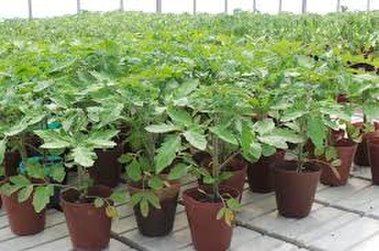 Pomidoro Sodinukai kaina nuo 1.39 € (4 pard.)