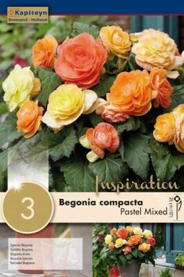[Nuo 3.14 €] Begonijų svogūnėliai, lot. BEGONIA COMPACTA PASTEL, 3 vnt ...